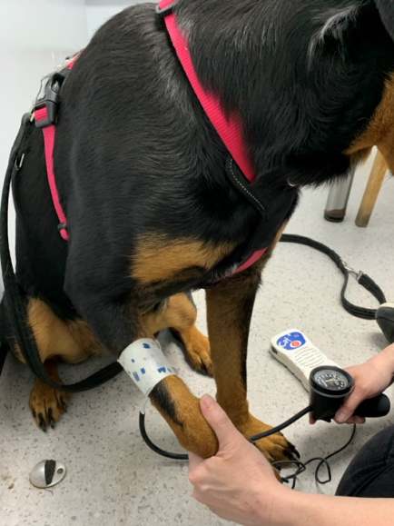 Cardiology for Nurses - CPD Solutions’ Webinar Club