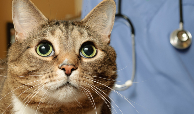 Feline Cardiology - CPD Solutions’ Webinar Club