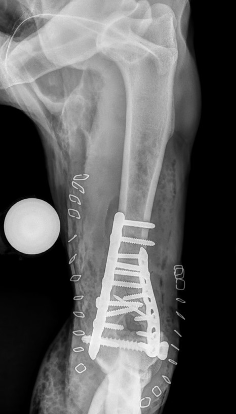 Basic Fracture Fixation - CPD Solutions’ Webinar Club