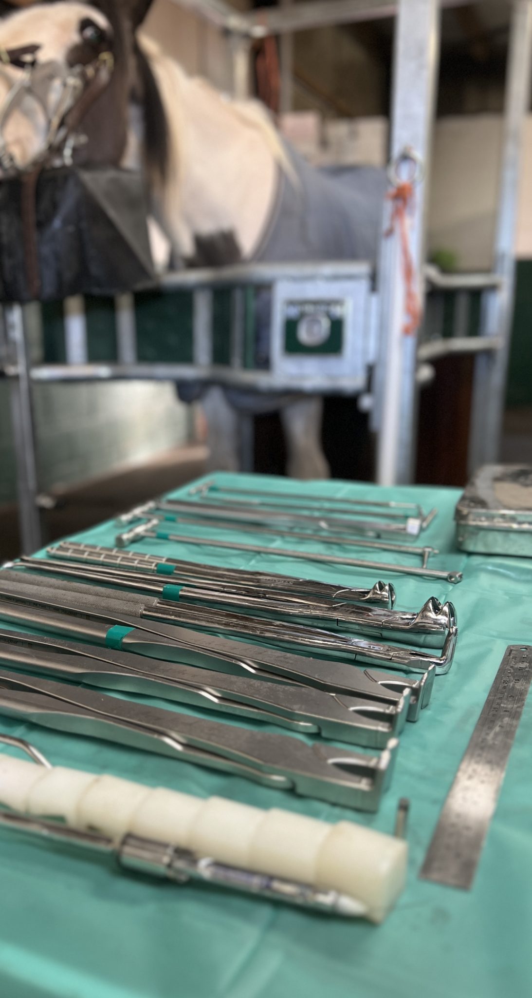 Equine Cheek tooth extractions - The Basics - CPD Solutions’ Webinar Club