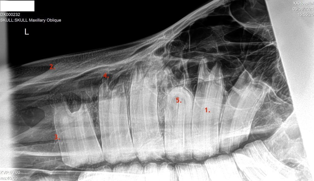 Equine Cheek tooth extractions - The Basics Q4 - CPD Solutions’ Webinar ...