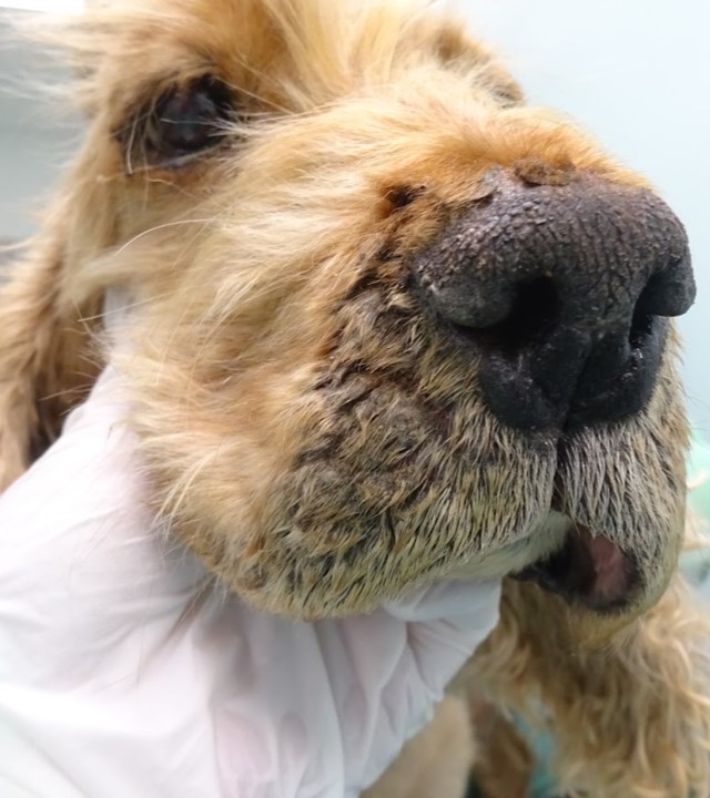 Canine Dermatology - Systemic and Autoimmune Disease - CPD Solutions ...