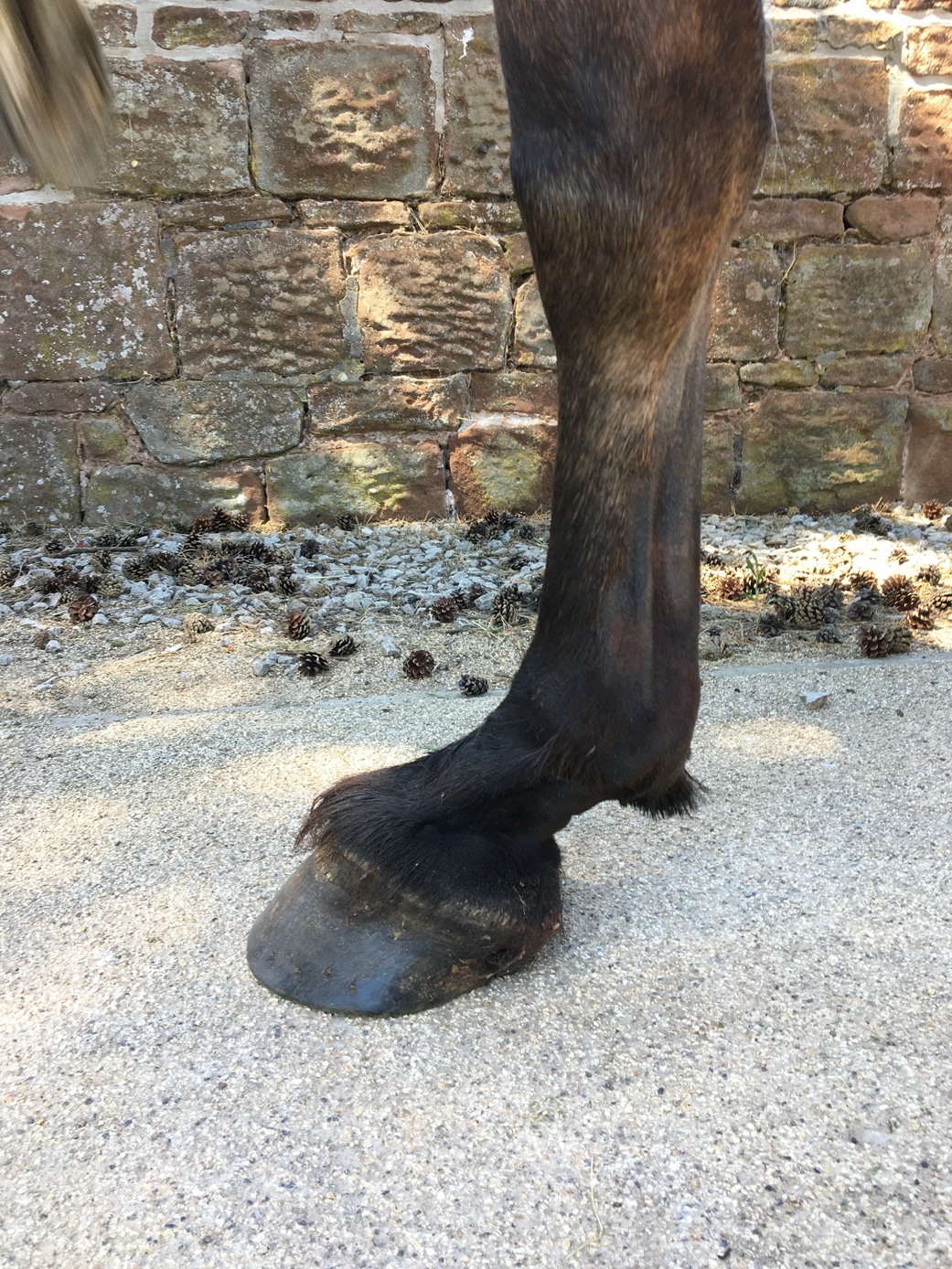 Equine lameness – let’s start with the basics Q1 - CPD Solutions ...